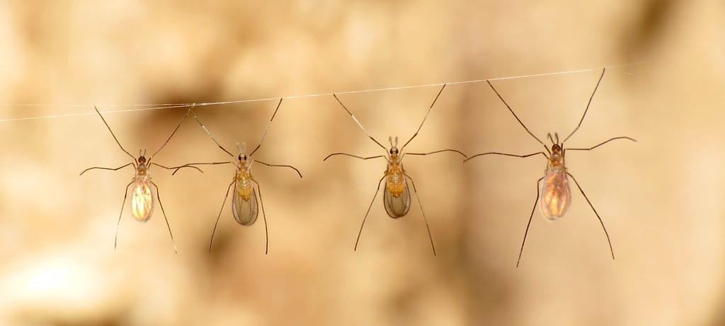 Midges: What are they? | Bayou Cajun Pest Control